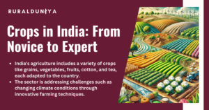 Crops in India | Rabi, Zaid, Kharif, and Cash Crops